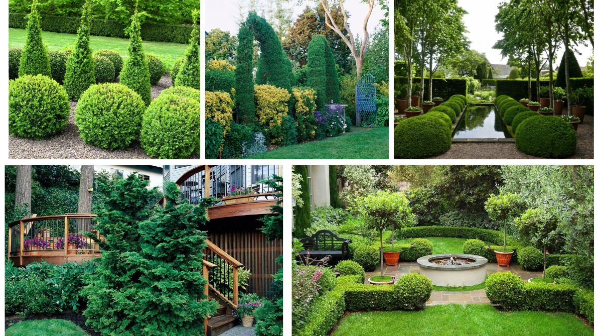 5 Evergreen Plants That Add Structure to Landscapes - The Garden of ...